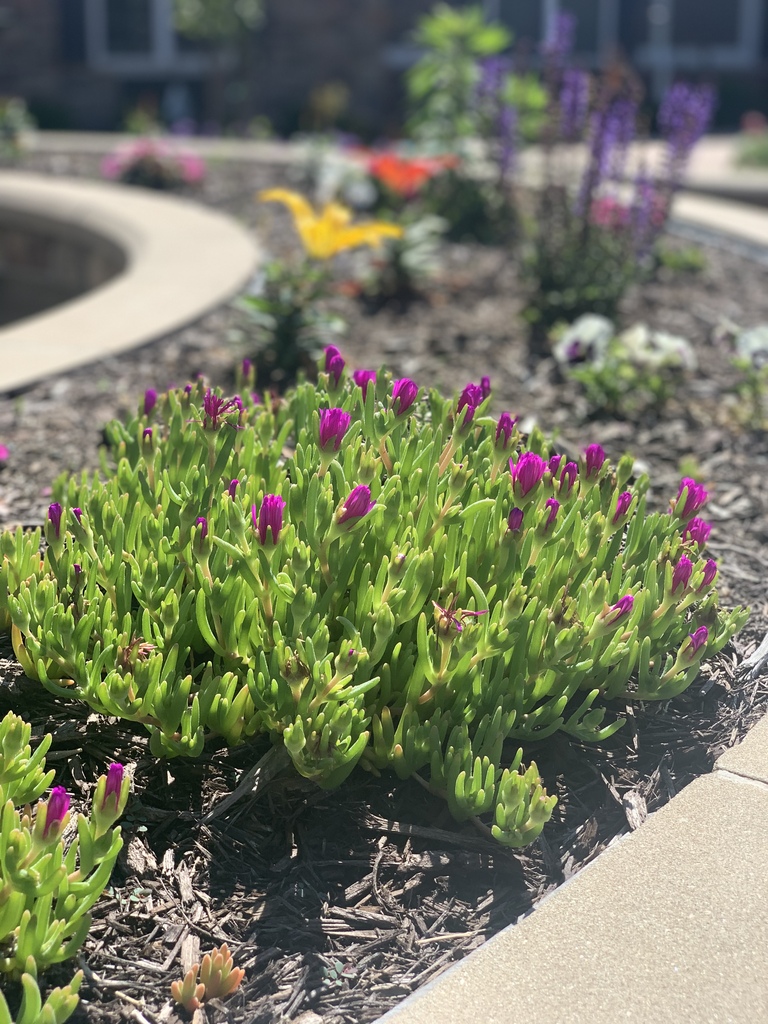 Bickford of Suffolk - Bickford Senior Living